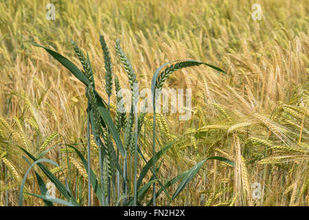 Wheat up front field in back Stock Photo - Alamy