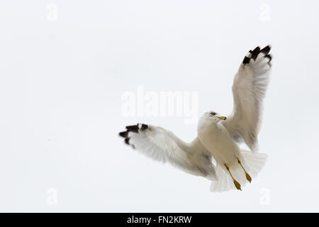 the flight of the seagulls - seagull in flight isolated on white ...