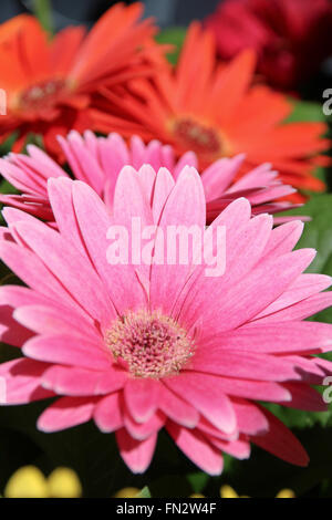 Gerber. Beautiful pink flower. Summer plant. Macro Stock Photo - Alamy