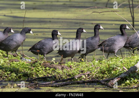 Flock of American coots (Fulica americana) swimming in blue water Stock ...