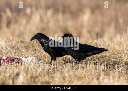 Common Ravens (Corvus corax), feeding on carcass, Feldberg Stock Photo ...