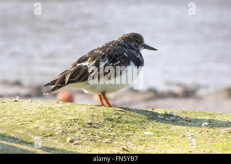 Turnstone Arenaria interpres a small wading bird on coast at Brighton ...