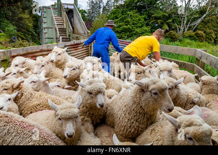 Sheep Being Loaded On To A Lorry Ashford Livestock Market In Kent Stock ...