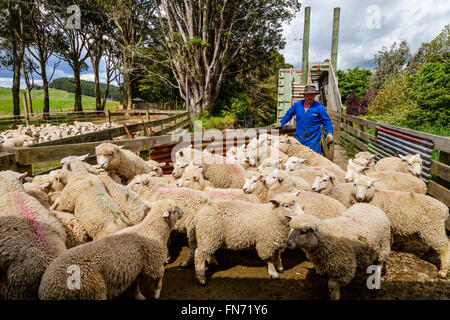 Sheep Being Loaded On To A Lorry Ashford Livestock Market In Kent Stock ...