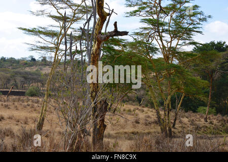 Yellow Fever Trees (Vachellia xanthophloea) forest, Kruger National ...