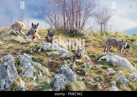 Italian Wolves, a herd of captive animals resting, Civitella Alfedena ...