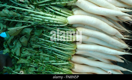 Raphanus sativus var. longipinnatus, Daikon, cultivated vegetable crop ...