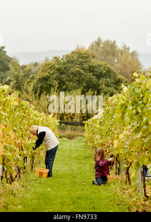 Grape harvest in small organic vineyard Stock Photo - Alamy