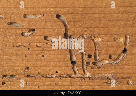 Death watch furniture beetle in mature seasoned oak timber beam with ...