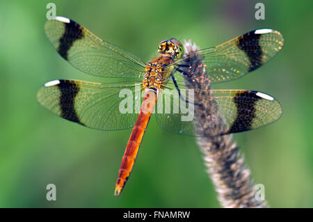 Banded Darter dragonfly (Sympetrum pedemontanum) covered in dewdrops ...
