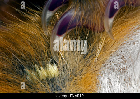 Eggs of Greenbottle fly (Lucilia sp) in fur of red squirrel (Sciurus ...