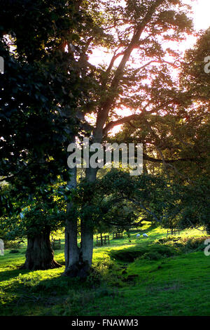 Gardens at dusk, Chipchase Castle Stock Photo - Alamy