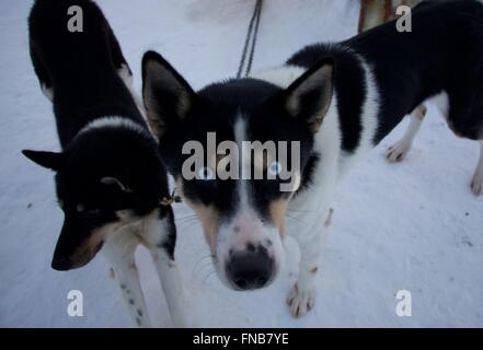 Tromso Tromsø Norway Dog sledding sledging with huskies husky dogs ...