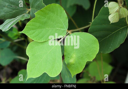 Kudzu, an invasive Japanese vine growing near the Mississippi river in ...