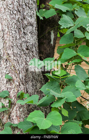 Kudzu, an invasive Japanese vine growing near the Mississippi river in ...