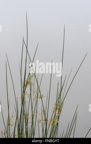 Riverside grass texture at morning Stock Photo - Alamy