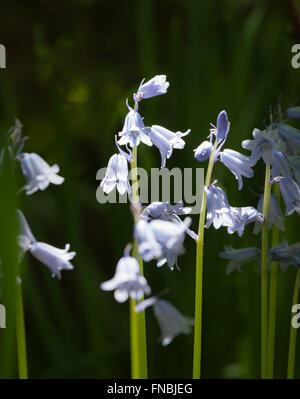 spring garden blooms in Georgia Stock Photo - Alamy