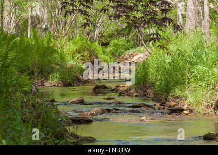 A simple brook in the woods of southeast usa Stock Photo - Alamy