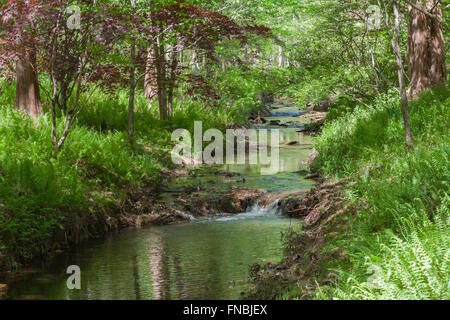 A simple brook in the woods of southeast usa Stock Photo - Alamy
