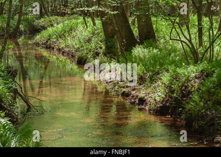 A simple brook in the woods of southeast usa Stock Photo - Alamy