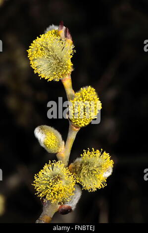 Salix sp Salix sp Stock Photo - Alamy