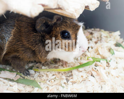A closeup portrait of a cute hairy guinea pig sitting in the sun at ...