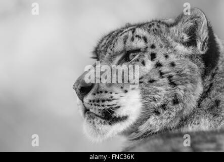 Male snow leopard (profile Stock Photo - Alamy