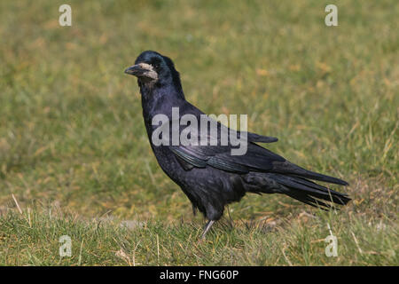 Rook (Corvus frugilegus) Aves Stock Photo - Alamy