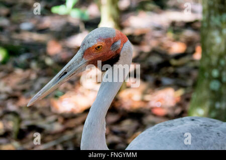 brolga, queensland, australia Stock Photo - Alamy