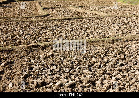 paddy-field ridge,Traditional farming Stock Photo - Alamy