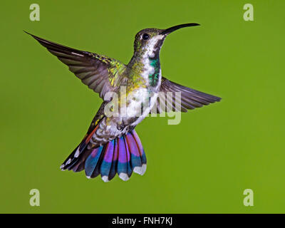 Female green-breasted mango hummingbird hovering Stock Photo - Alamy