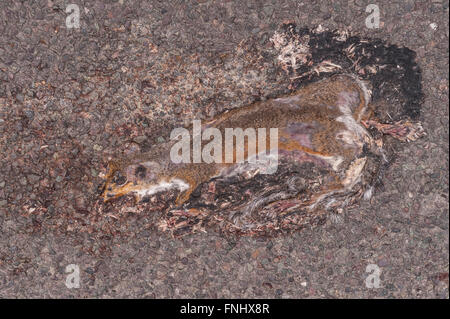 Dead Grey squirrel roadkill on a road in England Stock Photo - Alamy