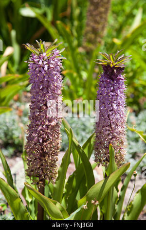 Eucomis Comosa 'Reuben' at Kirstenbosch National Botanical Garden in ...