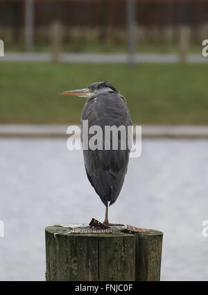 A selective shot of a Gray Heron (Ardea cinerea) seen through a dry ...