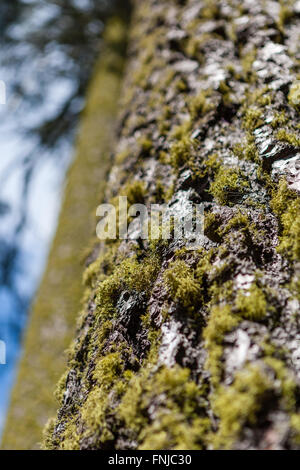moss and braid Stock Photo - Alamy