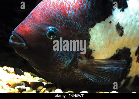 Vieja fenastratus, marbled fenestratus, cichlid Stock Photo - Alamy