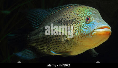 Parachromis dovii Wolf cichlid Stock Photo - Alamy
