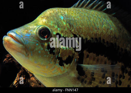 Parachromis dovii Wolf cichlid Stock Photo - Alamy