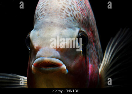 Vieja Coatzacoalcos, paratheraps Stock Photo - Alamy