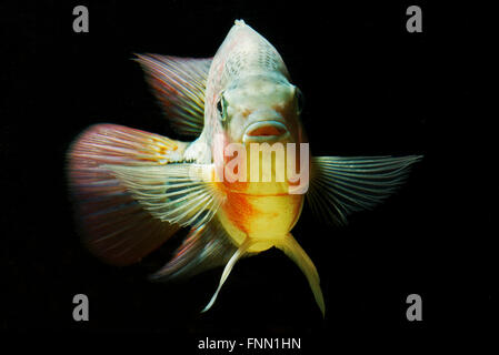 Vieja Coatzacoalcos, paratheraps, cichlid Stock Photo - Alamy