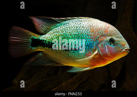 Vieja Coatzacoalcos, paratheraps, cichlid Stock Photo - Alamy