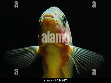 Vieja Coatzacoalcos, paratheraps, cichlid Stock Photo - Alamy