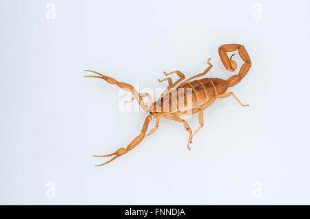 Arizona Bark scorpion Centruroides exilicauda Sonoran desert Arizona ...