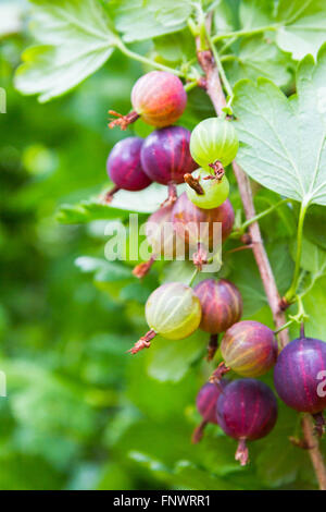 Red gooseberry grows on a Bush Stock Photo - Alamy