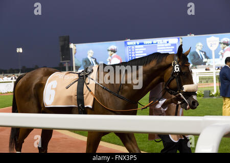 Horses and jokey in the paddock at the Meydan racecourse Stock Photo ...