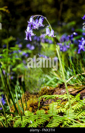 A single bluebell in a field Stock Photo - Alamy