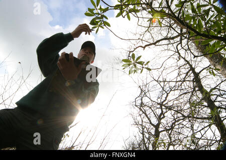 rhododendron management and removal forestry Stock Photo - Alamy