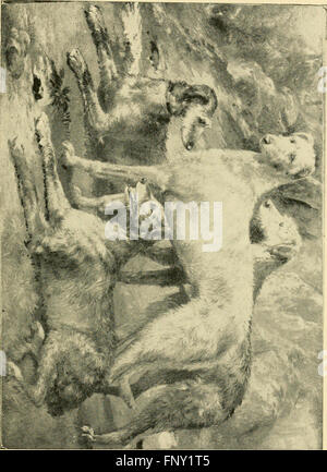 A 1891 comprehensive guide to dog breeds, their origins ...