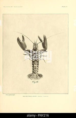 Plate 3 from 'The American Lobster' illustrates the characteristics and ...