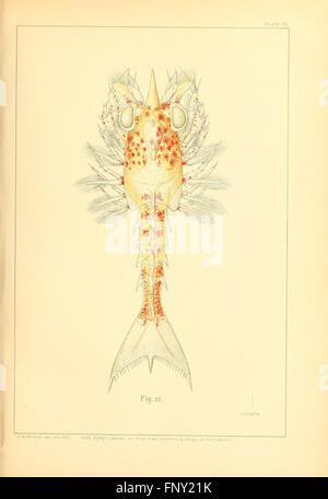 This plate features the American lobster, focusing on its anatomy ...